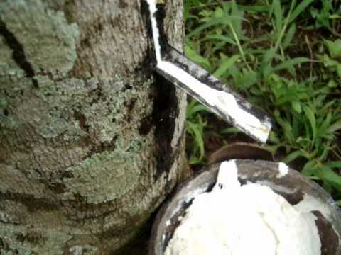 Natural rubber